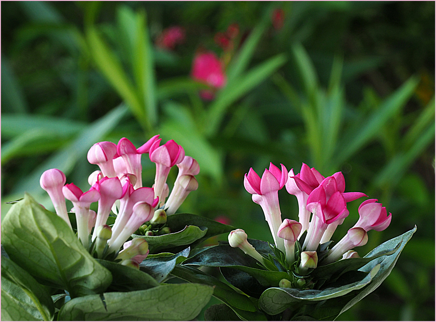 Bouvardia photo et image | les saisons, eté, jardins Images fotocommunity