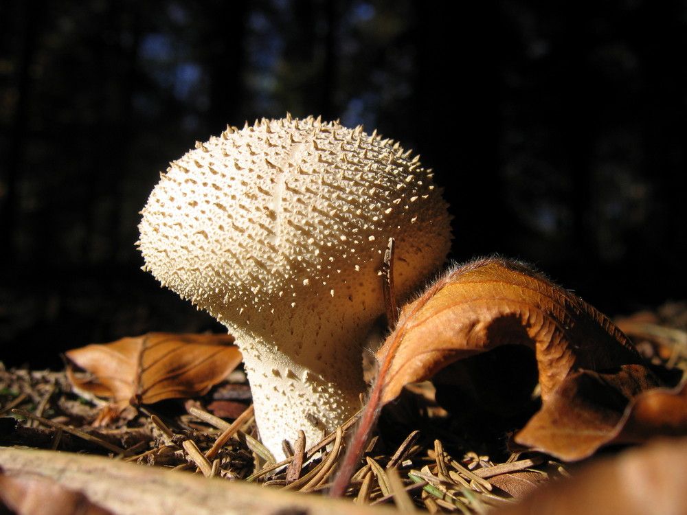 Bovist Foto & Bild | pflanzen, pilze & flechten, pilze & flechten ...