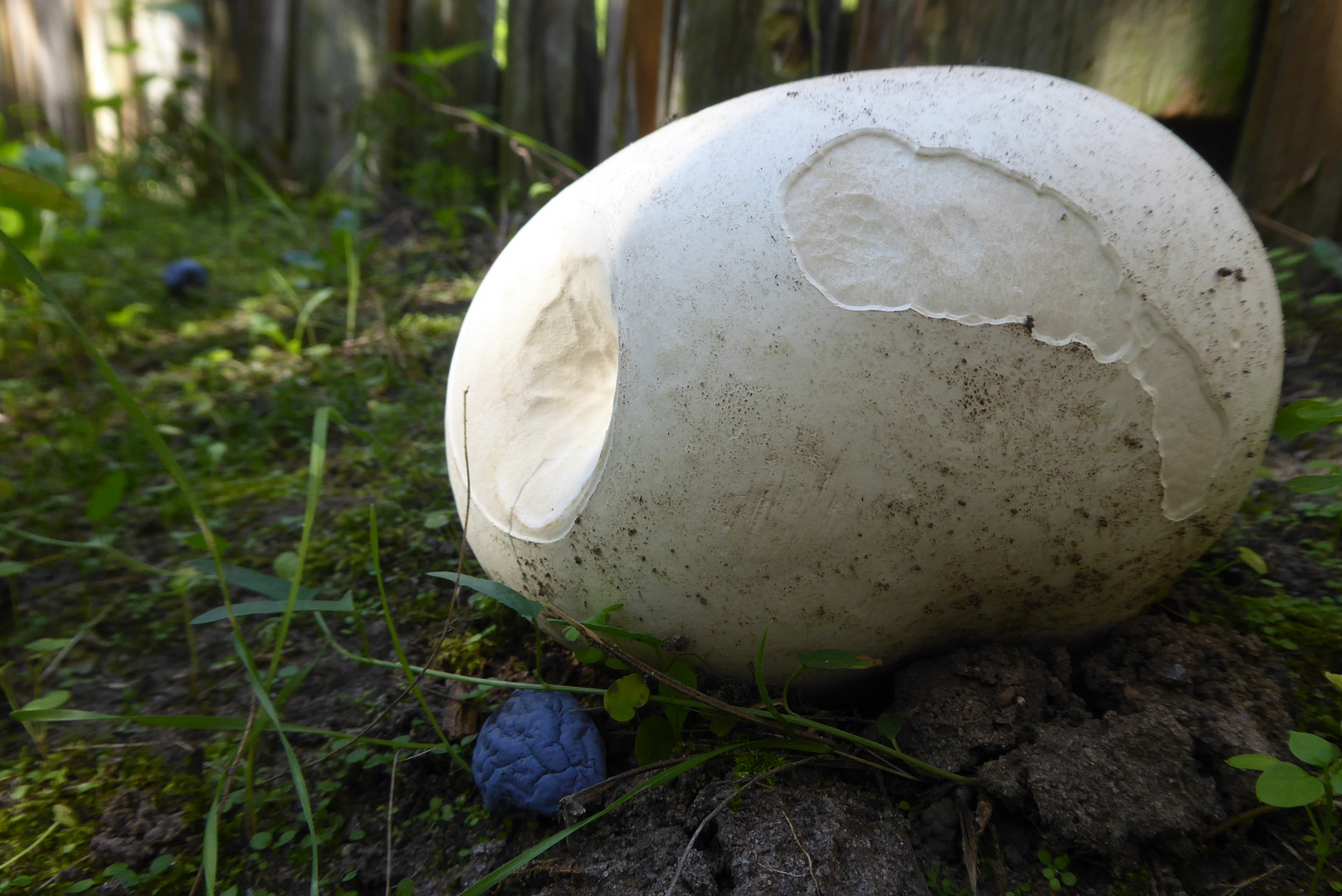 Bovist Foto & Bild | pflanzen, pilze & flechten, landschaft, pilze ...