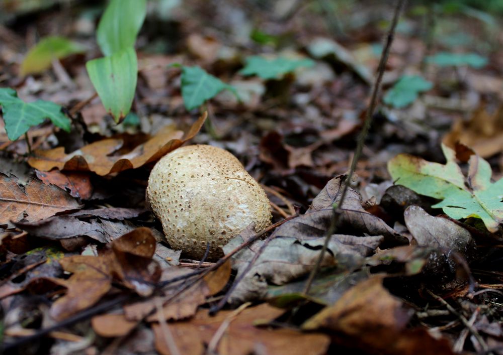 Bovist ... Foto & Bild | wald, outdoor, natur Bilder auf fotocommunity