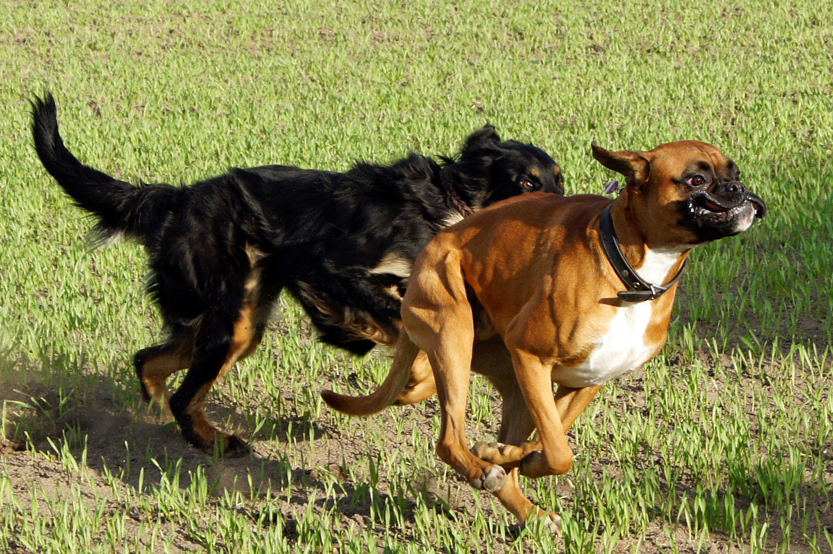 Boxer Foto & Bild | tiere, haustiere, hunde Bilder auf fotocommunity
