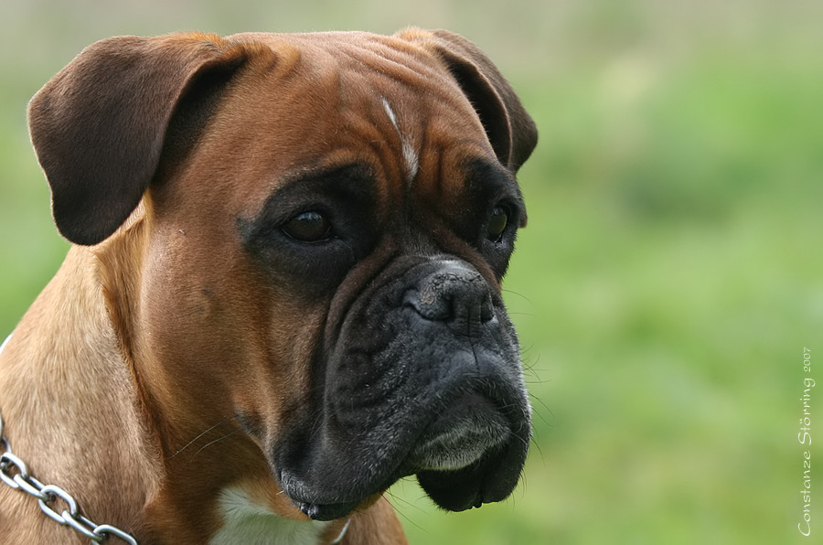 Boxer-Vielfalt XIII: Sanft ... Foto & Bild | tiere, haustiere, hunde ...