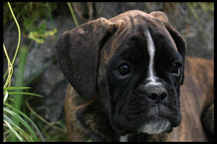 boxer welpe 11 wochen Foto & Bild | tiere, haustiere, hunde Bilder auf ...