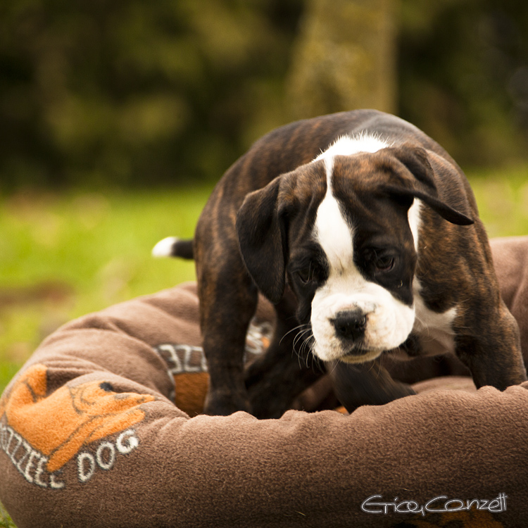 boxer welpe Foto & Bild | tiere, haustiere, hunde Bilder auf fotocommunity