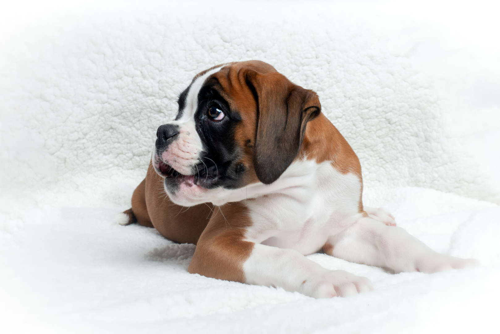 Boxer-Welpe Dean Foto & Bild | tiere, haustiere, hunde Bilder auf ...