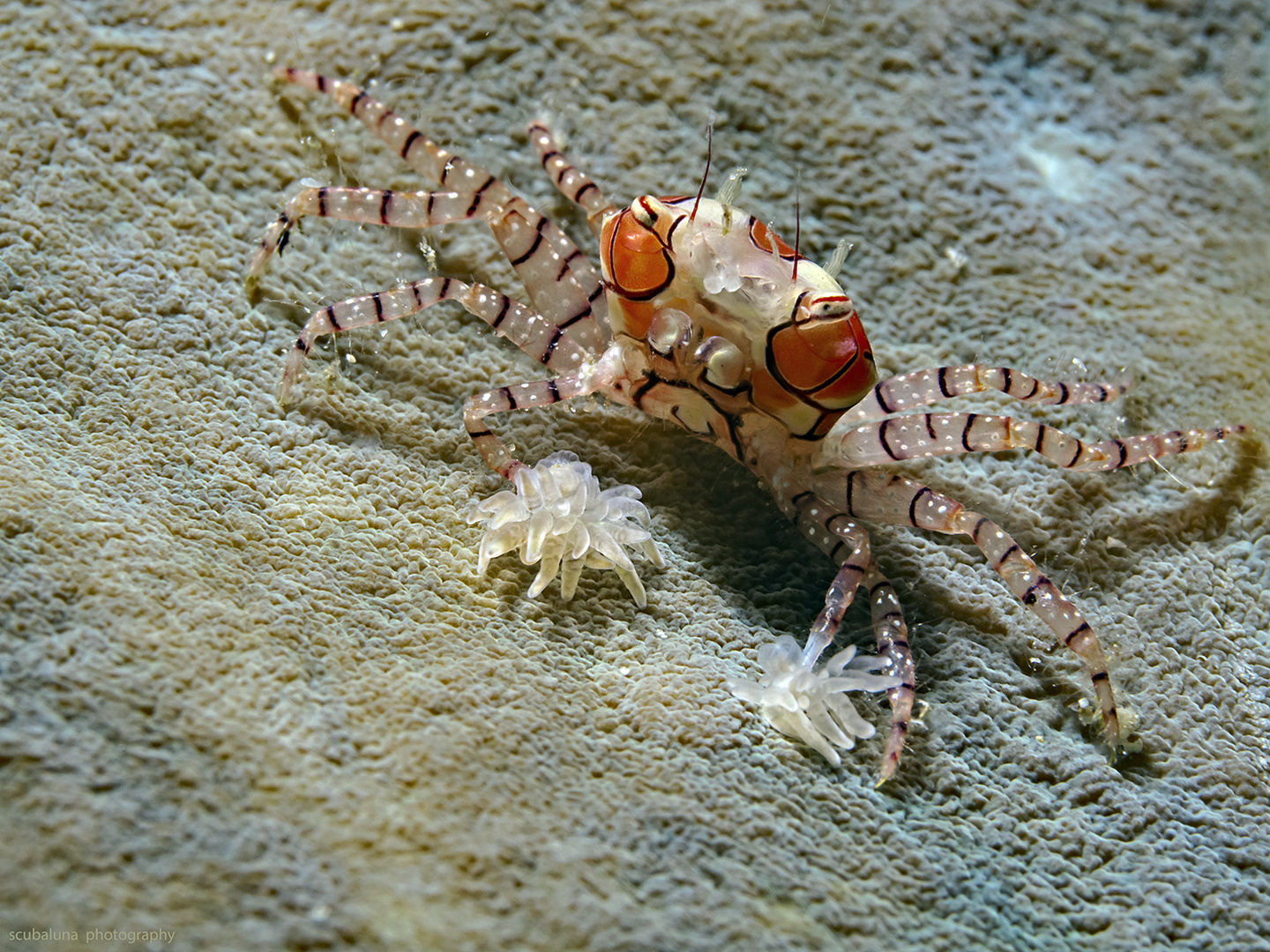 Boxerkrabbe, Pompom-Krabbe Foto & Bild | natur, tiere, asia Bilder auf ...