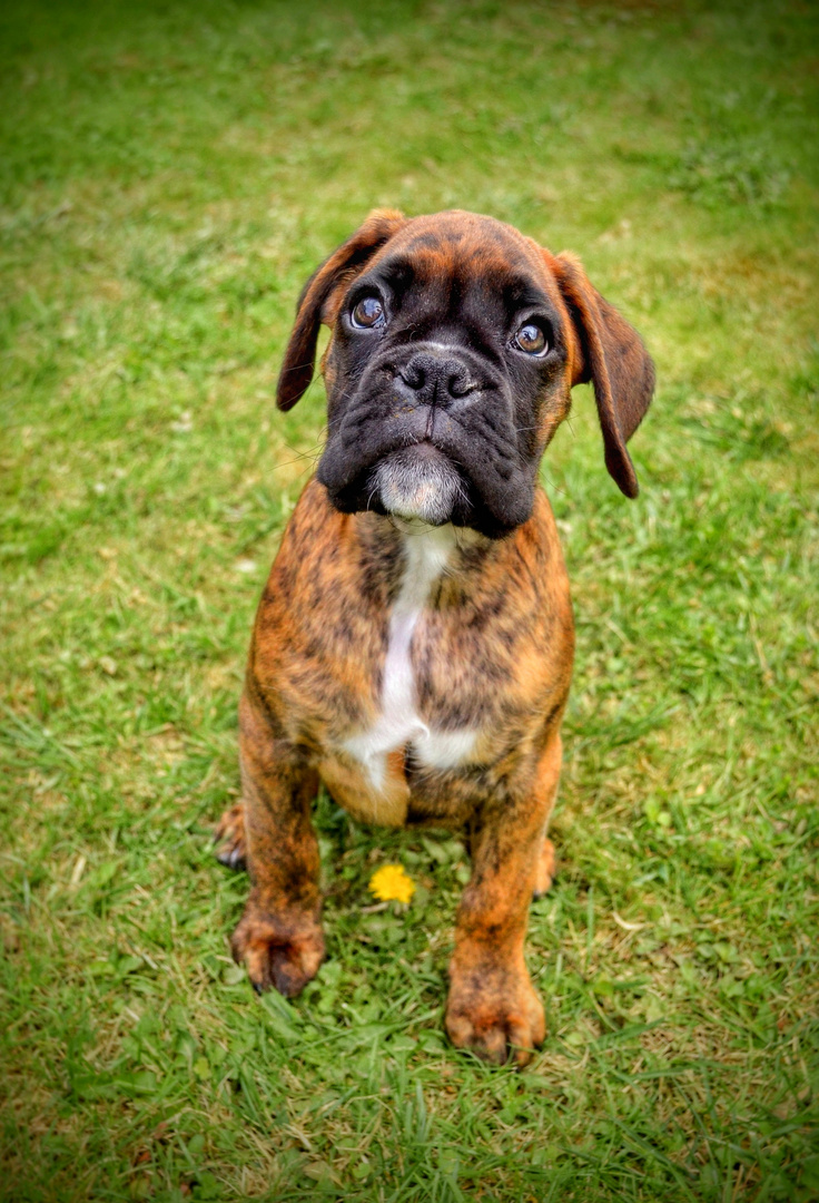 Boxerwelpe Foto & Bild | tiere, haustiere, hunde Bilder auf fotocommunity