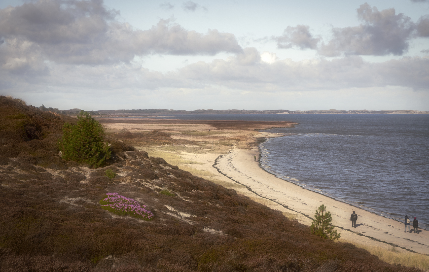 Braderuper Heide (Sylt) Foto & Bild | landschaft, jahreszeiten, herbst ...