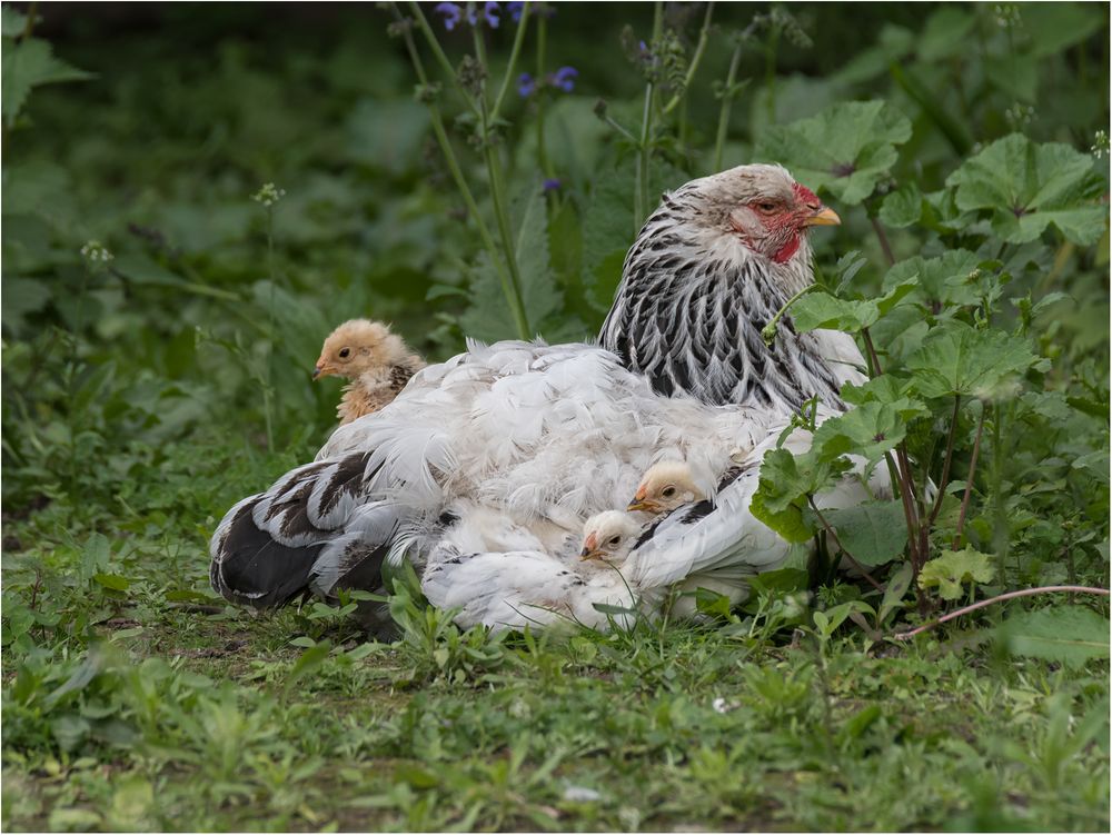 Brahma Hühner Foto & Bild | portrait, porträt, vögel Bilder auf ...