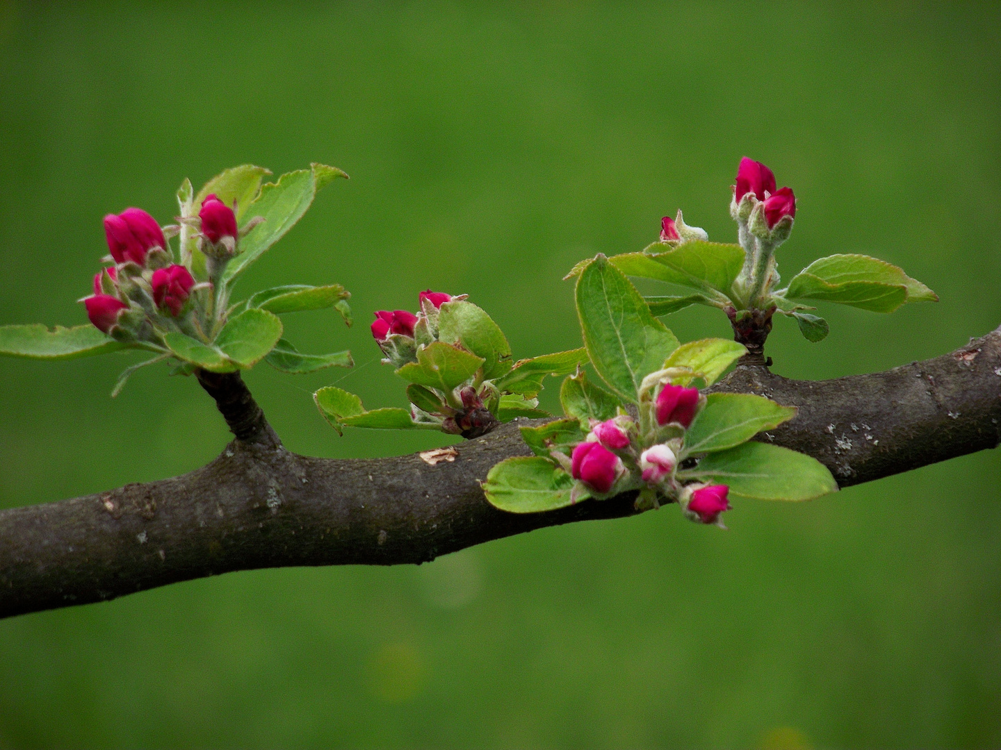 BRANCHE DE POMMIER EN FLEUR photo et image | les saisons, printemps ...