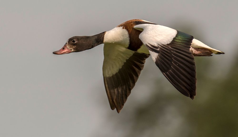 Brandgans Foto & Bild | outdoor, natur, flug Bilder auf fotocommunity