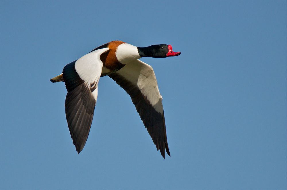 Brandgans Flugimpression Foto & Bild | tiere, wildlife, wild lebende ...