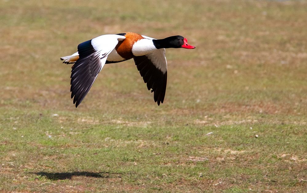 Brandgans im Flug Foto & Bild | deutschland, europe, schleswig ...