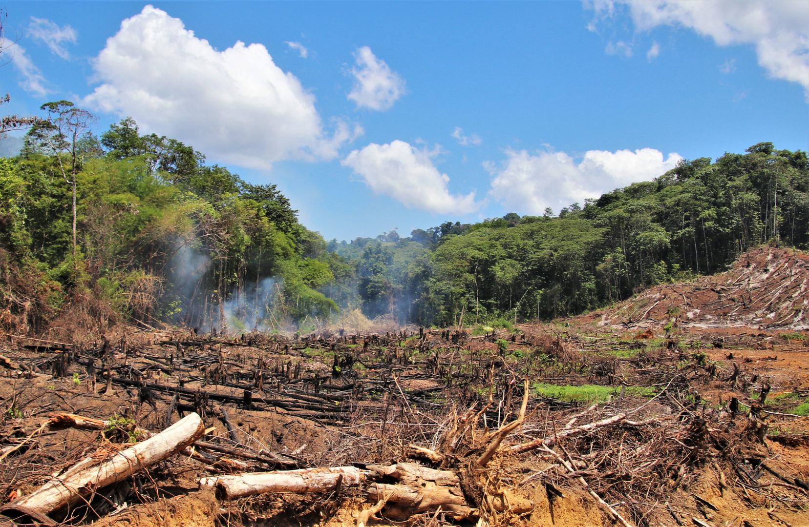 Brandrodung Foto & Bild | france, world, wald Bilder auf fotocommunity