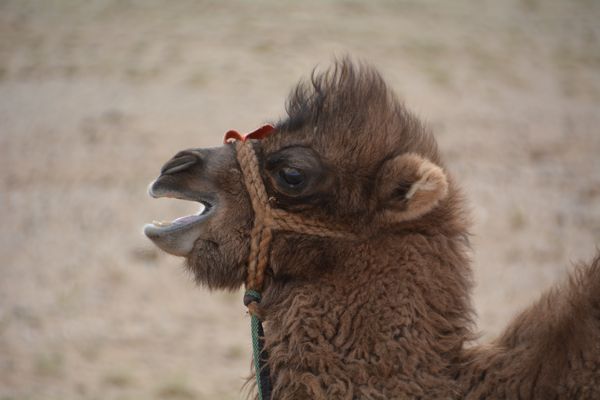 North Asia Bilder & Fotos