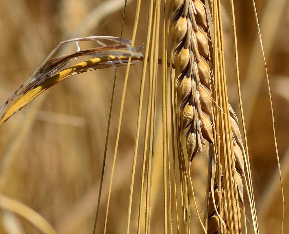 Braugerste Foto & Bild | natur, pflanzen, landwirtschaft Bilder auf ...