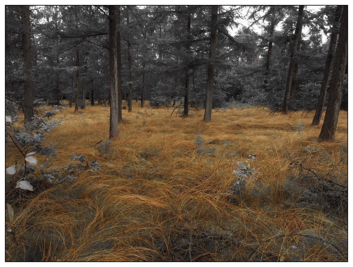 - braun - Foto & Bild | natur, landschaft, pflanzen Bilder auf ...