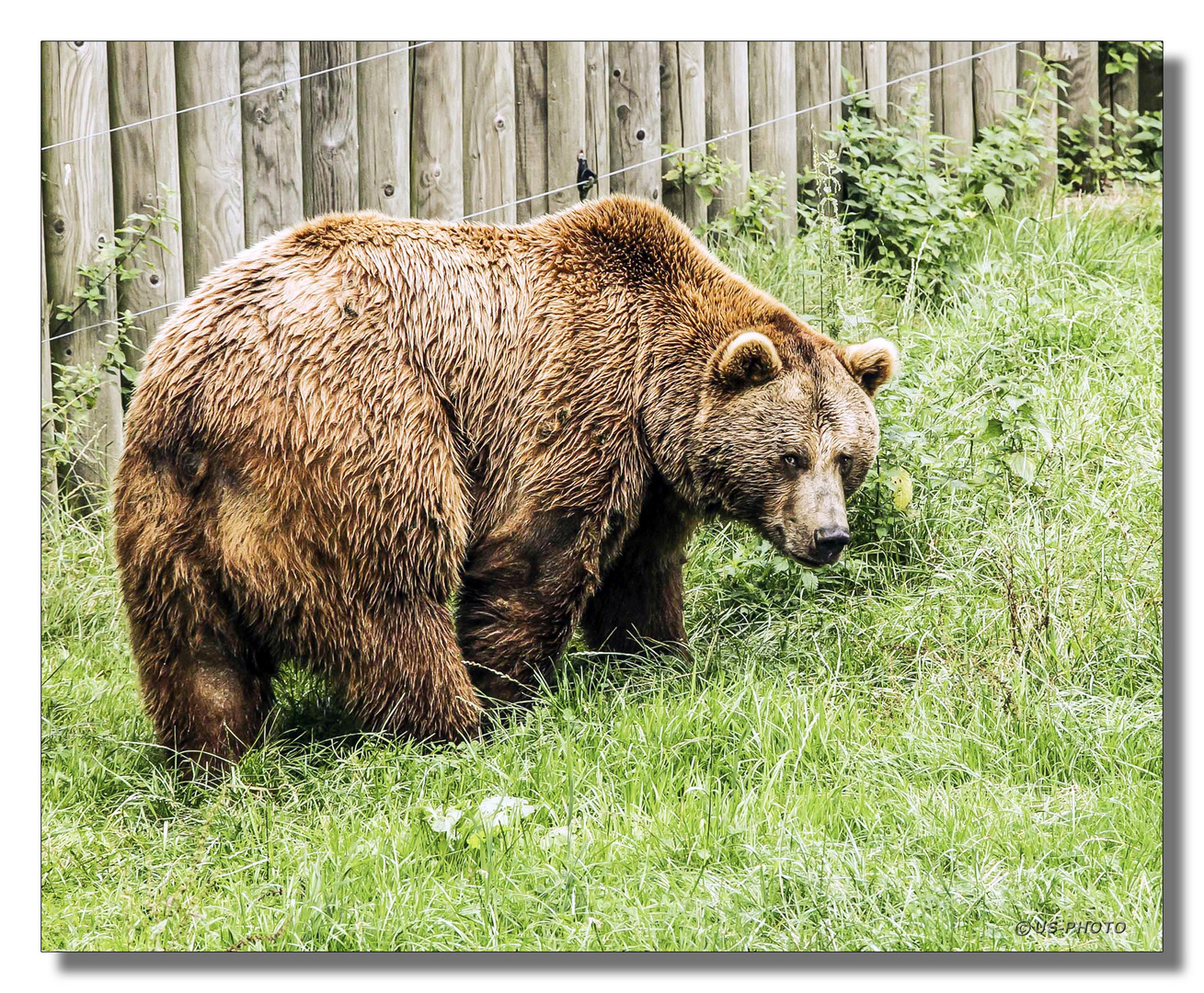 Braunbär Foto & Bild | tiere, zoo, wildpark & falknerei, wildpark ...