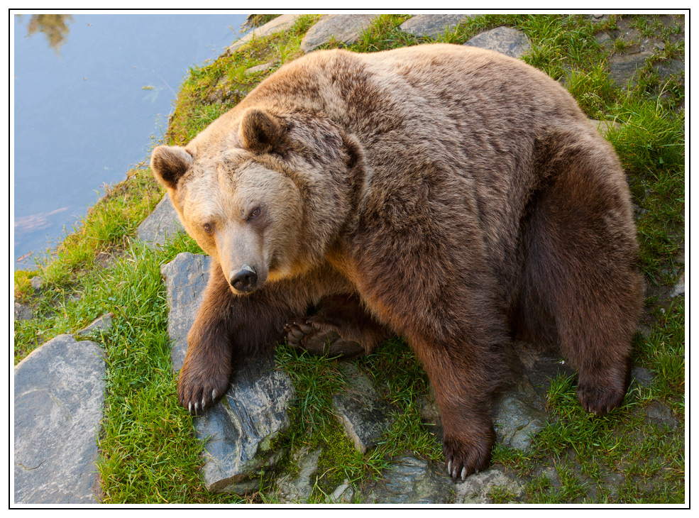 Braunbär Foto & Bild | tiere, zoo, wildpark & falknerei, säugetiere ...