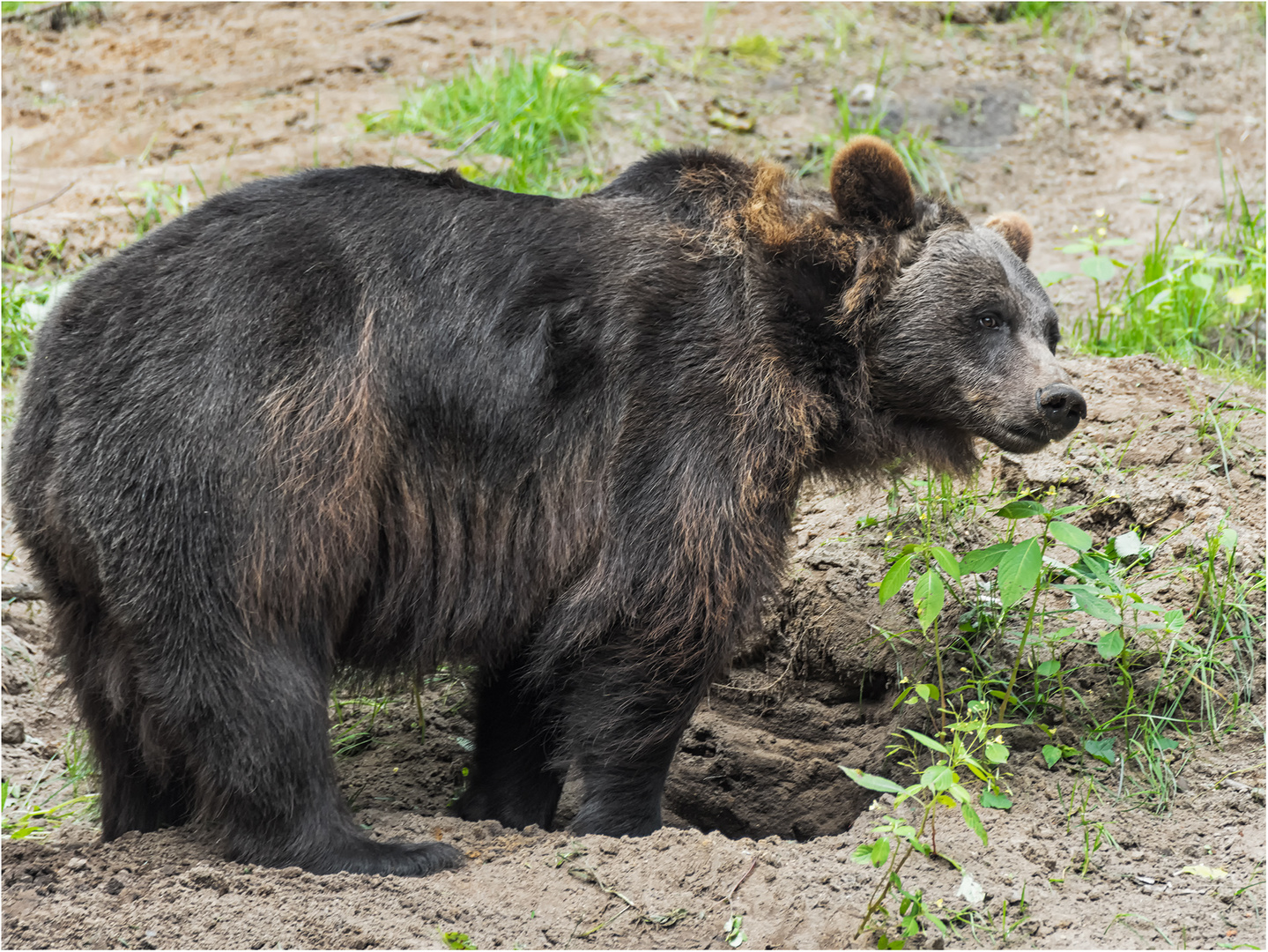 Braunbär Foto & Bild | nature, natur, portrait Bilder auf fotocommunity