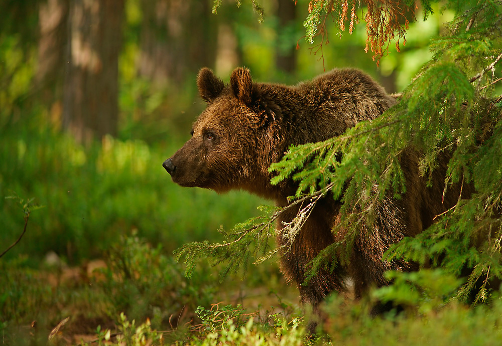 Braunbär Foto & Bild | tiere, wildlife, säugetiere Bilder auf fotocommunity