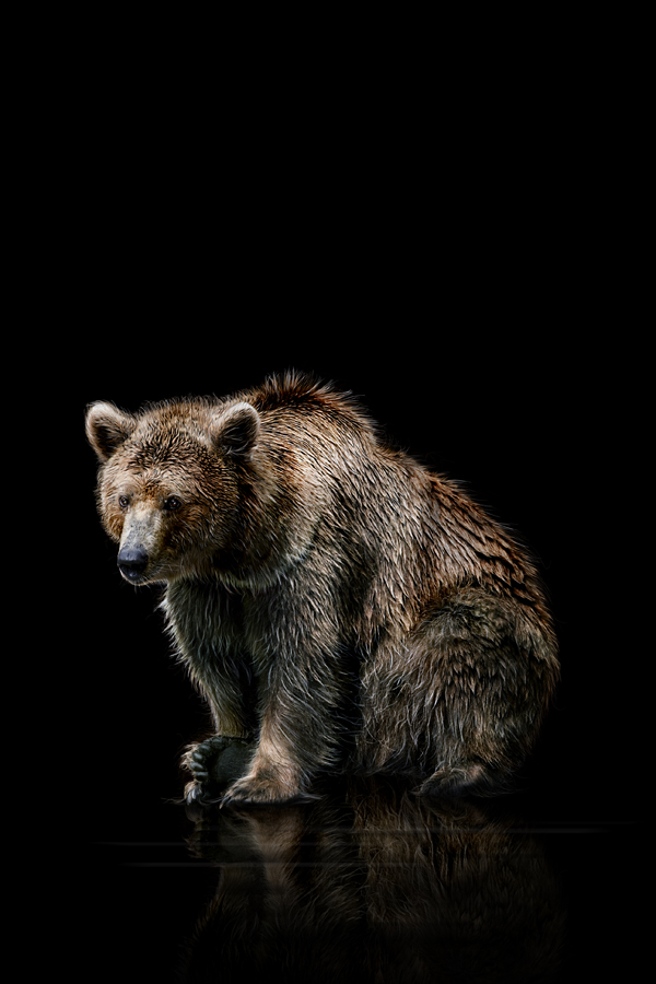 Braunbär Foto & Bild | bearbeitungs - techniken, filtertechniken, tiere Bilder auf fotocommunity