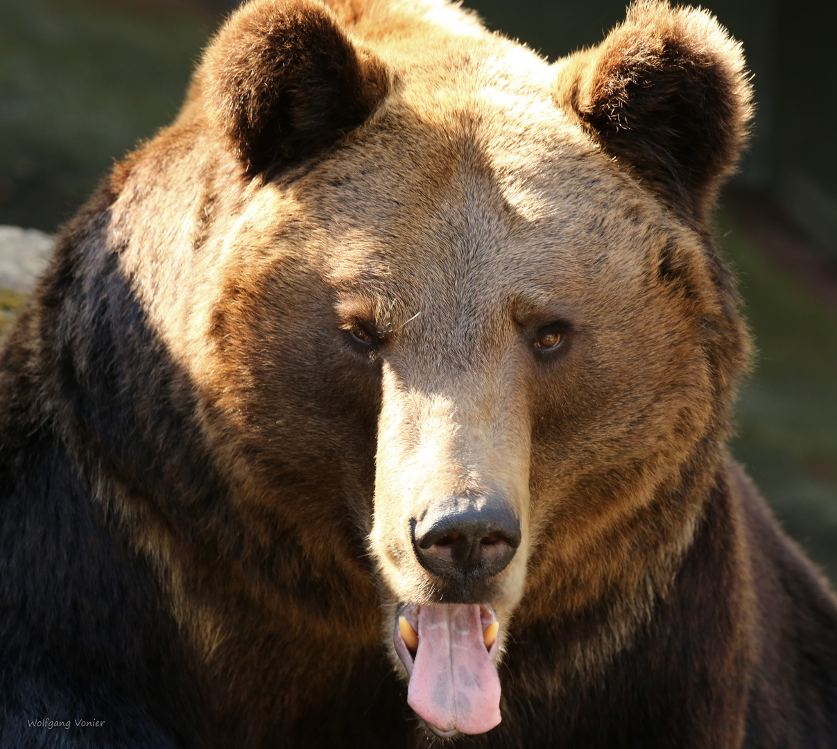 Braunbär Foto & Bild | makro, natur, macro Bilder auf fotocommunity
