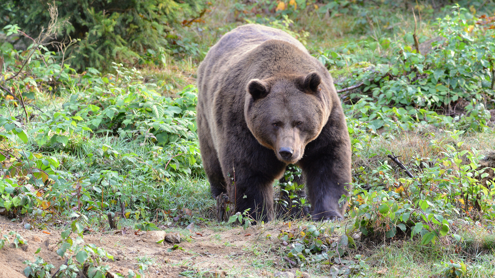 Braunbär Frontal..... Foto & Bild | natur, zoo, tiere Bilder auf ...
