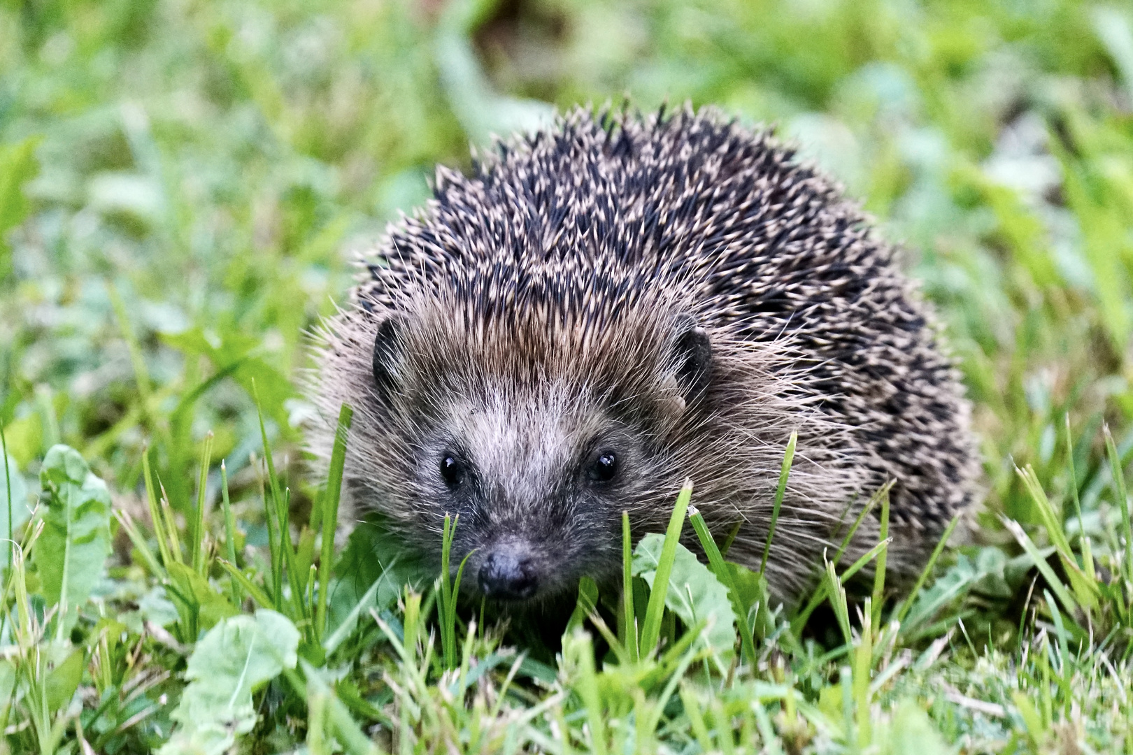 Braunbrustigel (Erinaceus europaeus) Foto & Bild | makro, garten, igel ...