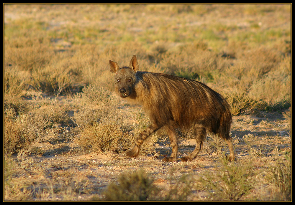 braune hyäne Foto & Bild | tiere, wildlife, säugetiere Bilder auf ...