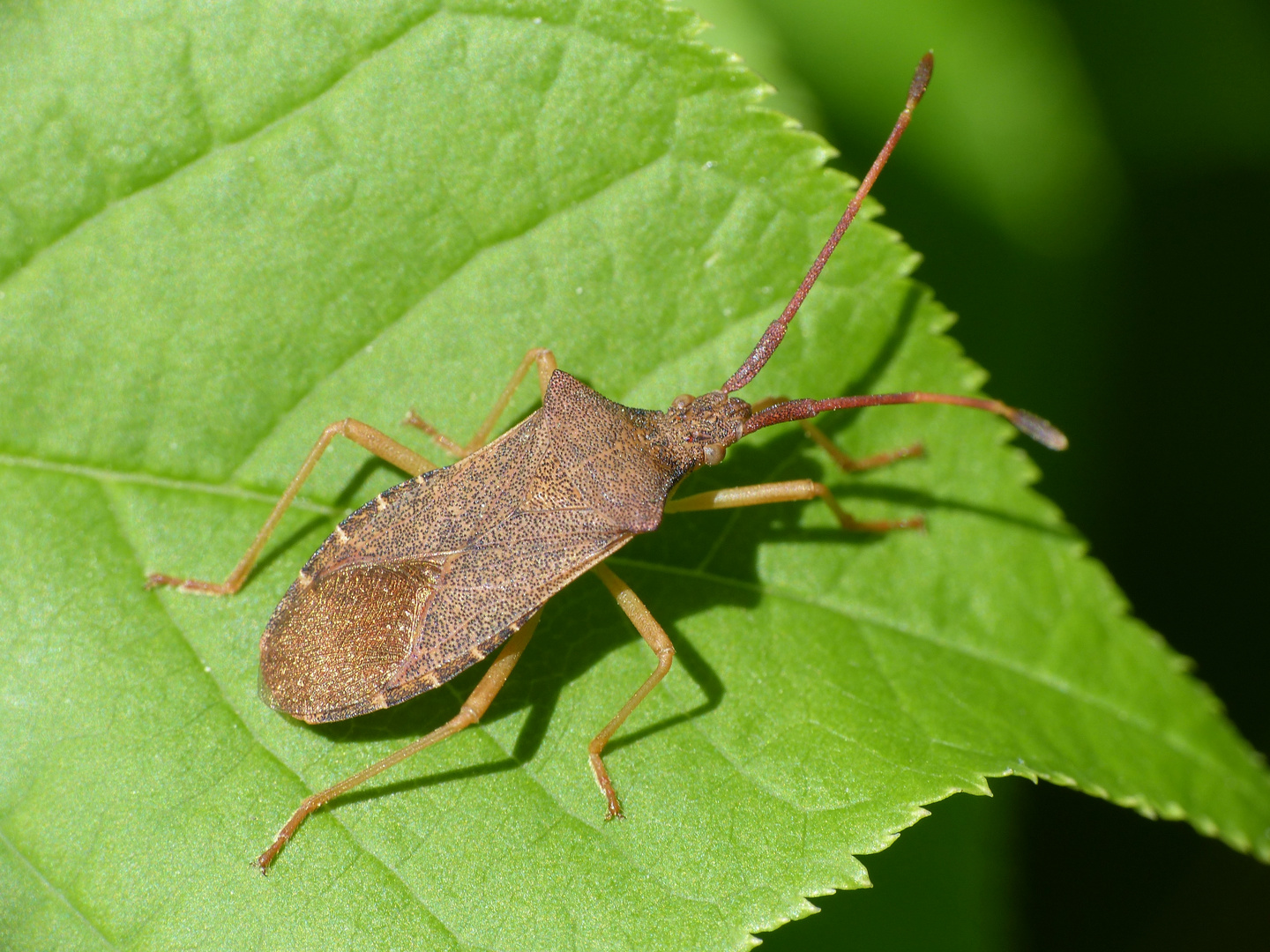 Braune Randwanze (Gonocerus acuteangulatus) Foto & Bild | wanzen ...