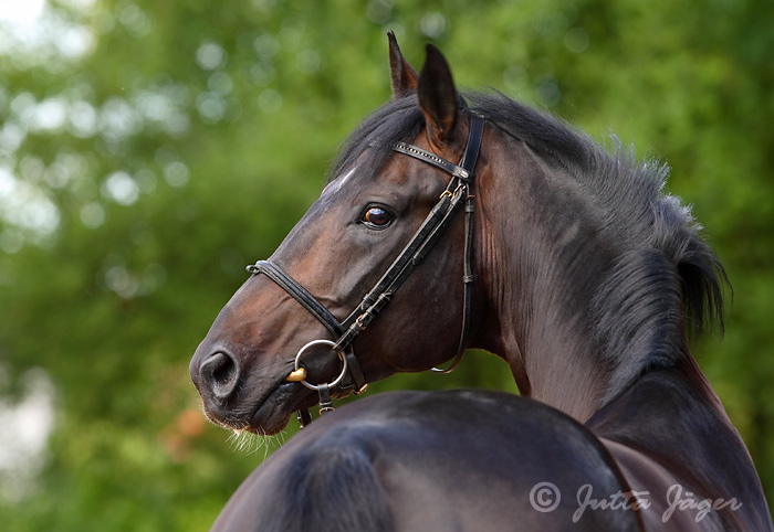 Brauner Foto & Bild | tiere, haustiere, pferde, esel, maultiere Bilder ...