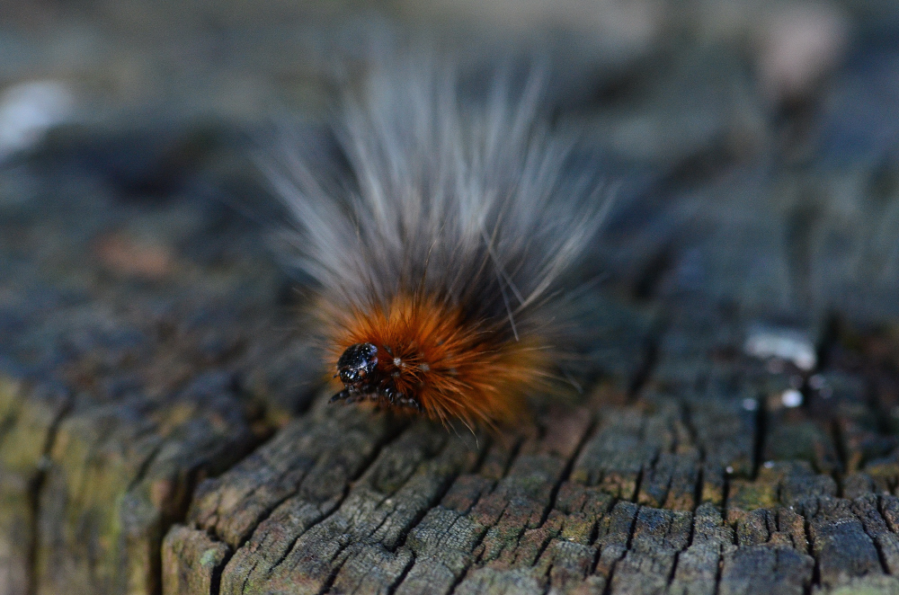 brauner Bär 1 Foto & Bild | tiere, wildlife, insekten Bilder auf ...