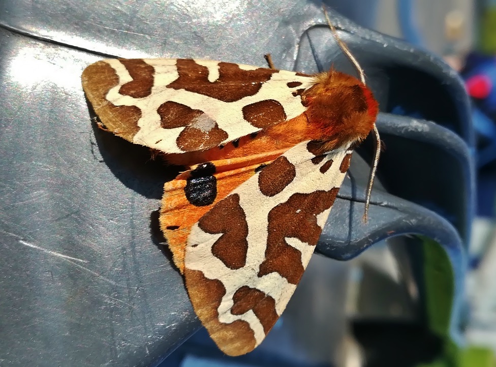 "Brauner Bär" Foto & Bild | tiere, wildlife, schmetterlinge Bilder auf ...