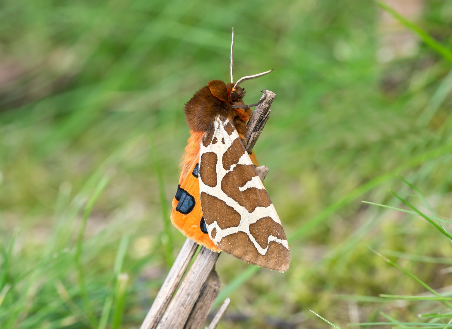 Brauner Bär Foto & Bild | natur, insekten, tiere Bilder auf fotocommunity