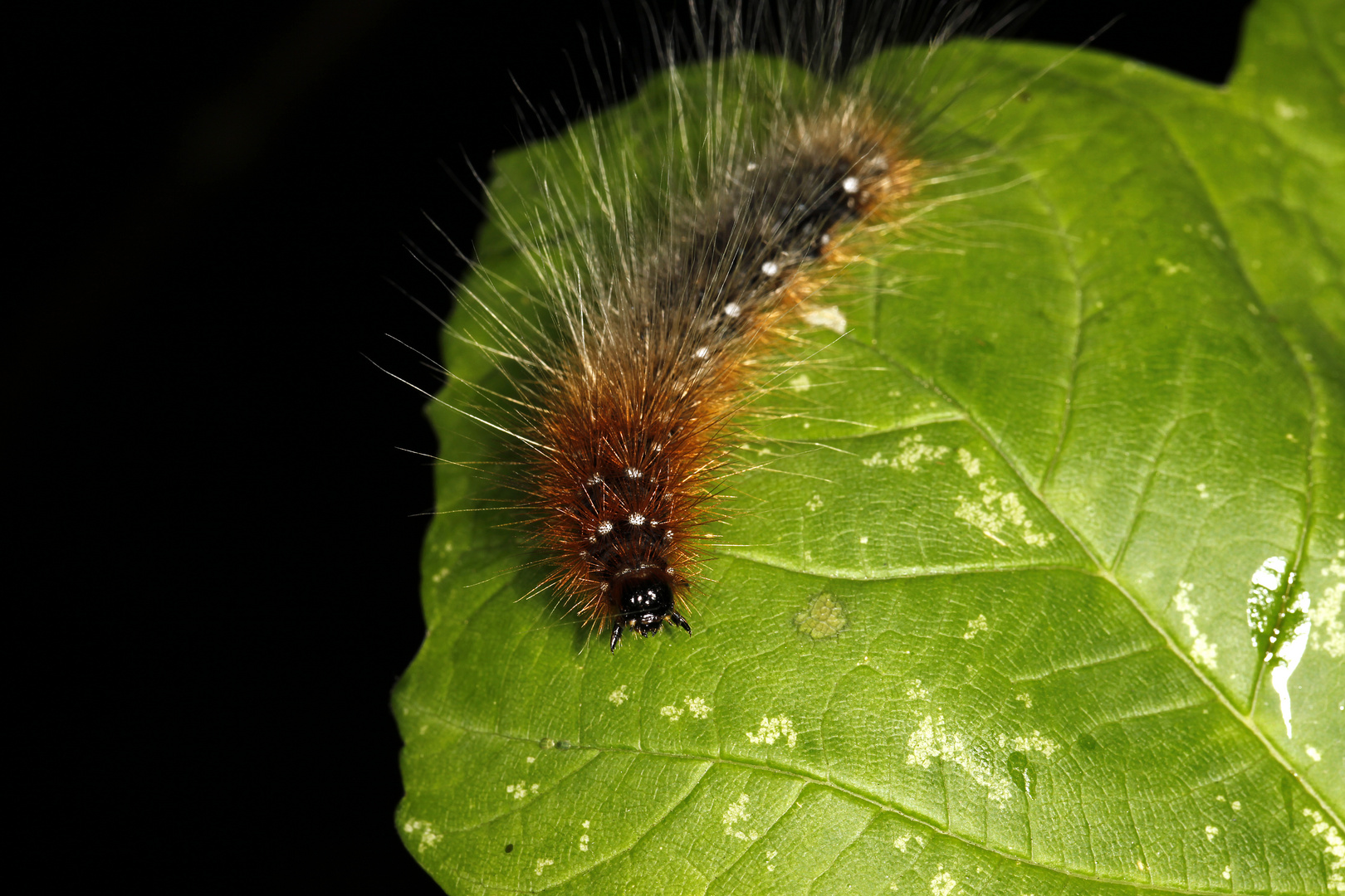 Brauner Bär Foto & Bild | tiere, wildlife, schmetterlinge Bilder auf ...