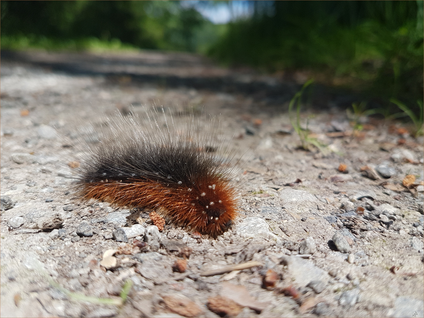 Brauner Bär Foto & Bild | natur, landschaft, nachtfalter Bilder auf ...