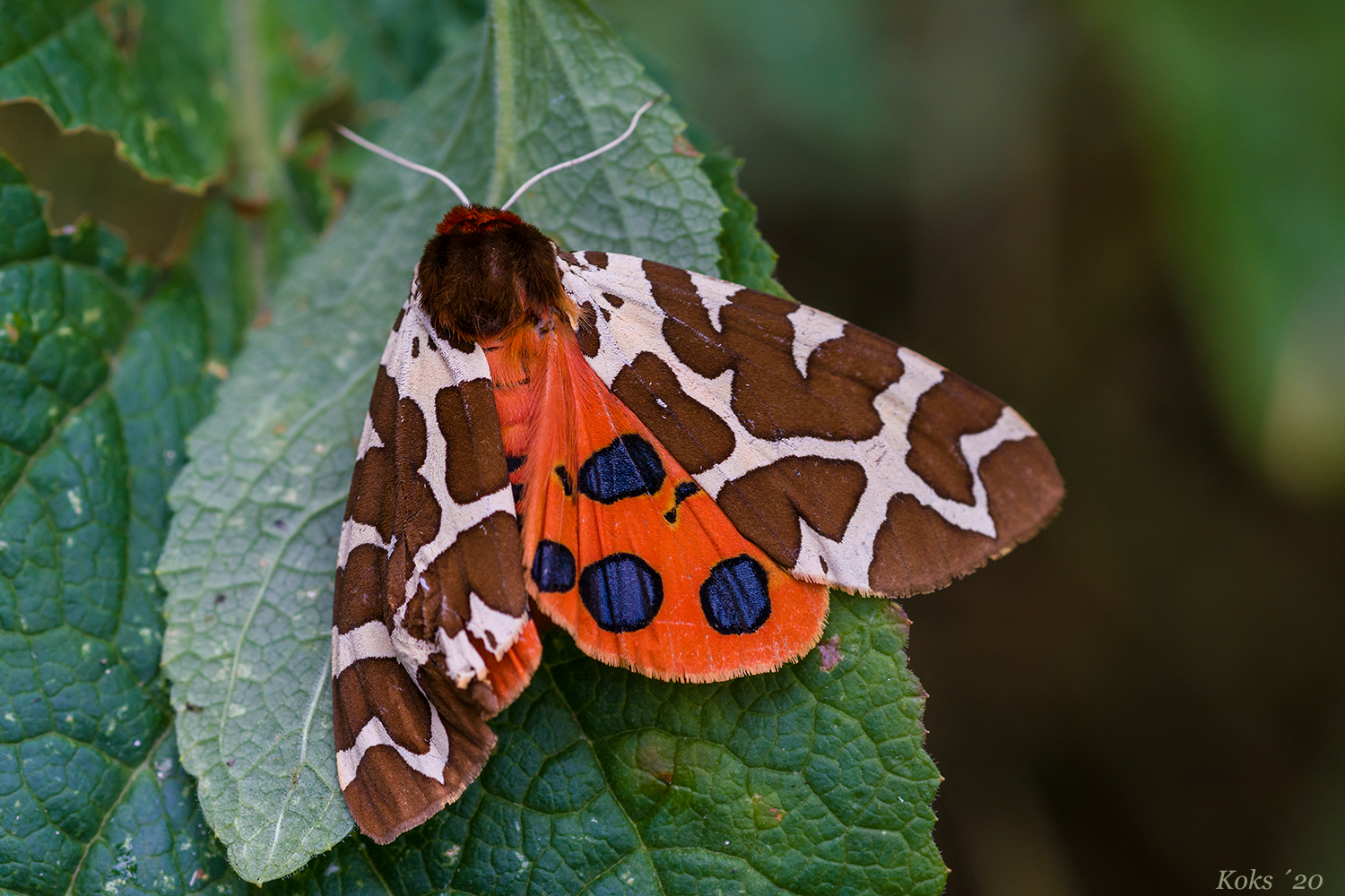 Brauner Bär Foto & Bild | makro, natur, nachtfalter Bilder auf ...