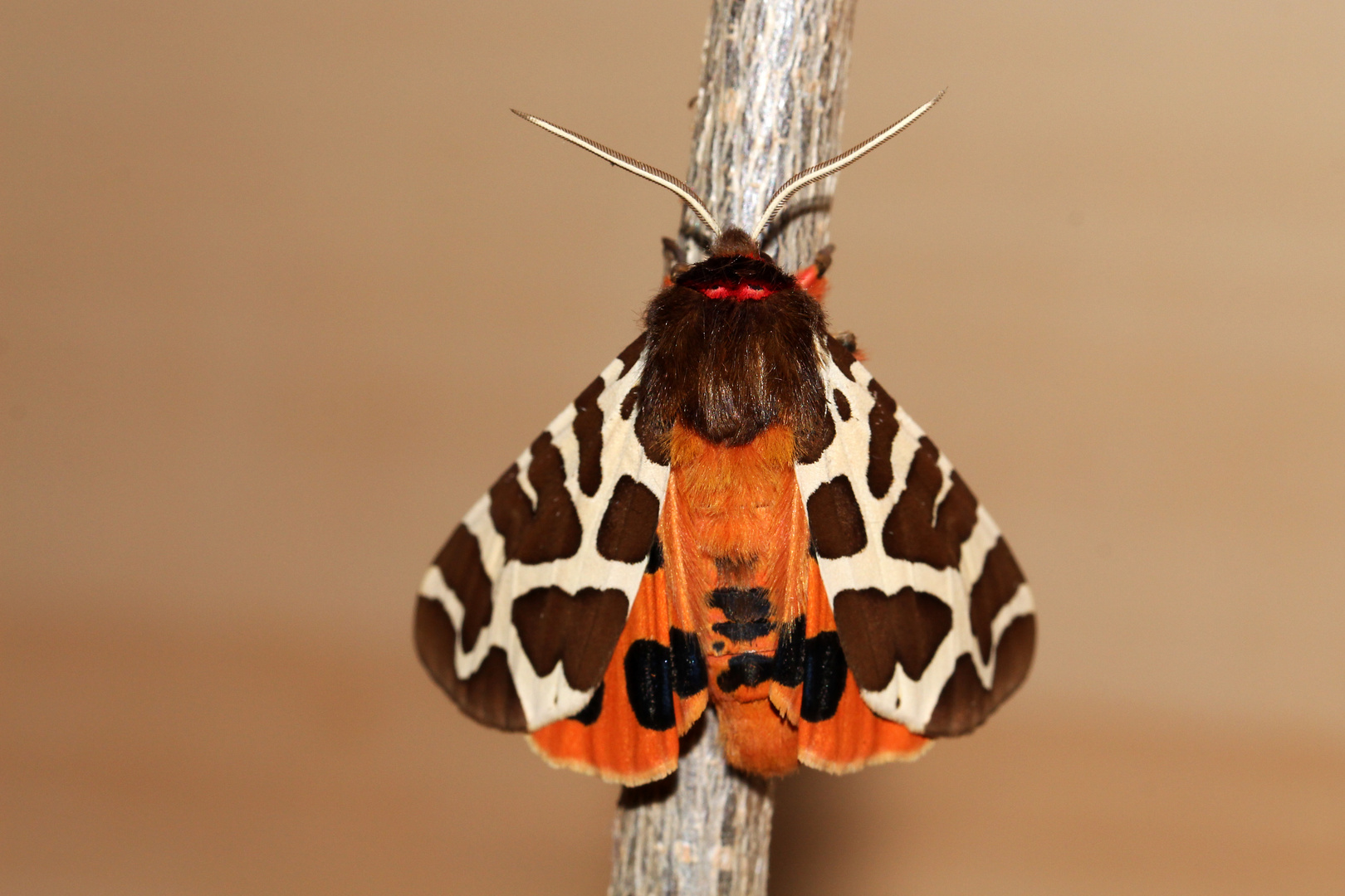Brauner Bär Foto & Bild | tiere, insekten, natur Bilder auf fotocommunity