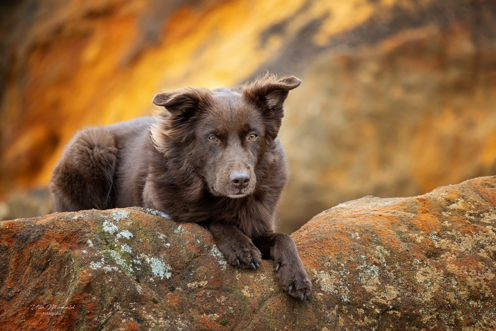 ...brauner Bär... Foto & Bild | hunde, aussie, hund Bilder auf ...