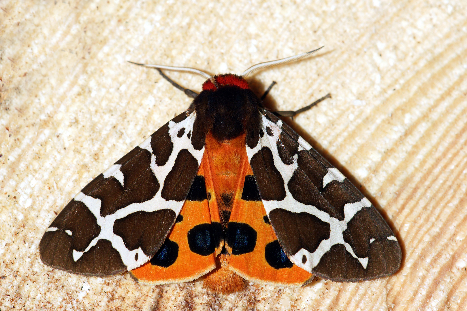 Brauner Bär Foto & Bild | tiere, wildlife, schmetterlinge Bilder auf ...