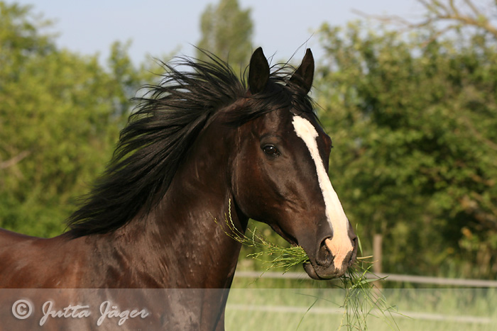 Brauner Foto & Bild | tiere, haustiere, pferde, esel, maultiere Bilder ...