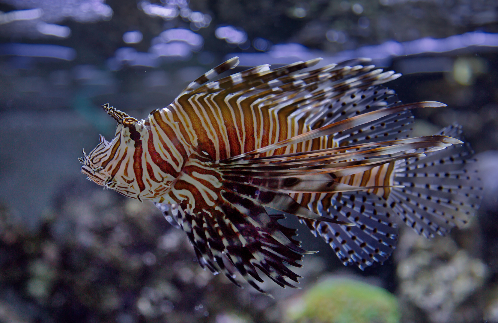 Brauner Feuerfisch Foto & Bild | tiere, zoo, wildpark & falknerei, zoo ...