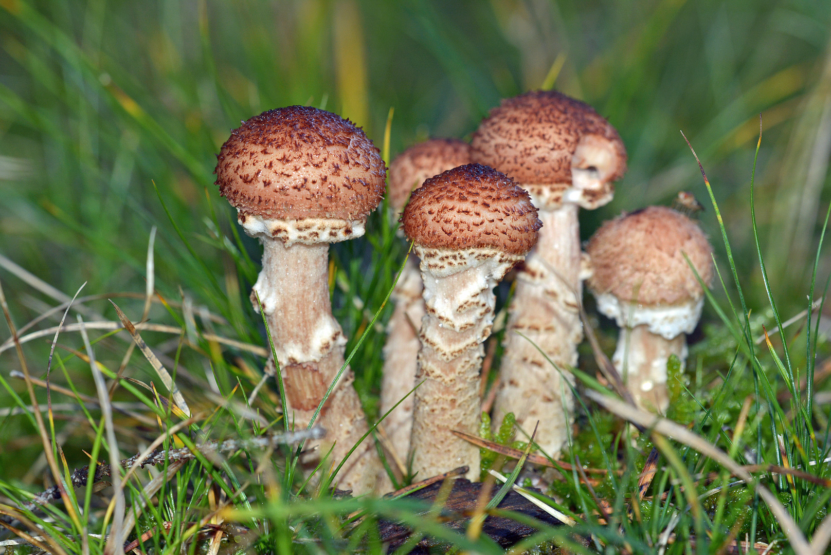 Brauner Hallimasch Foto & Bild | pflanzen, pilze & flechten, pilze ...