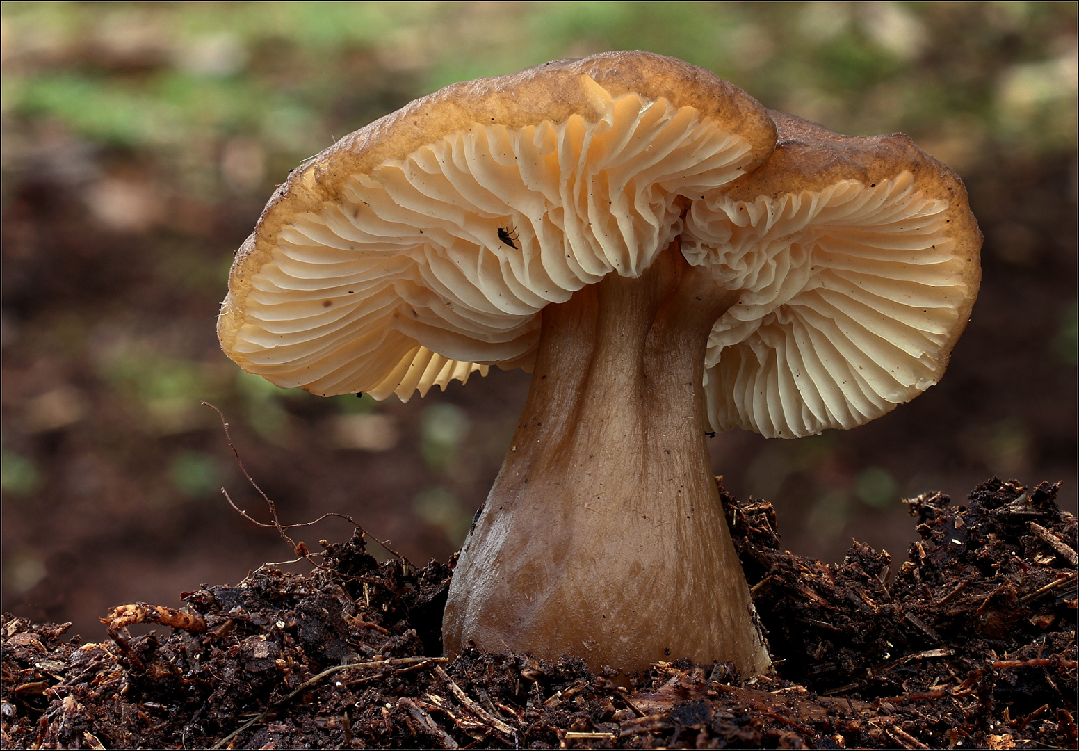 Brauner Rasling(Lyophyllum decastes) Foto & Bild | pflanzen, pilze ...