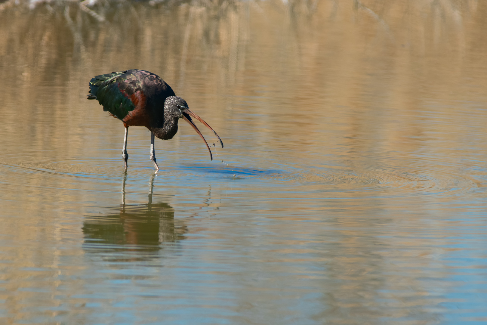 Brauner Sichler (Plegadis falcinellus) Foto & Bild | tiere, wildlife ...