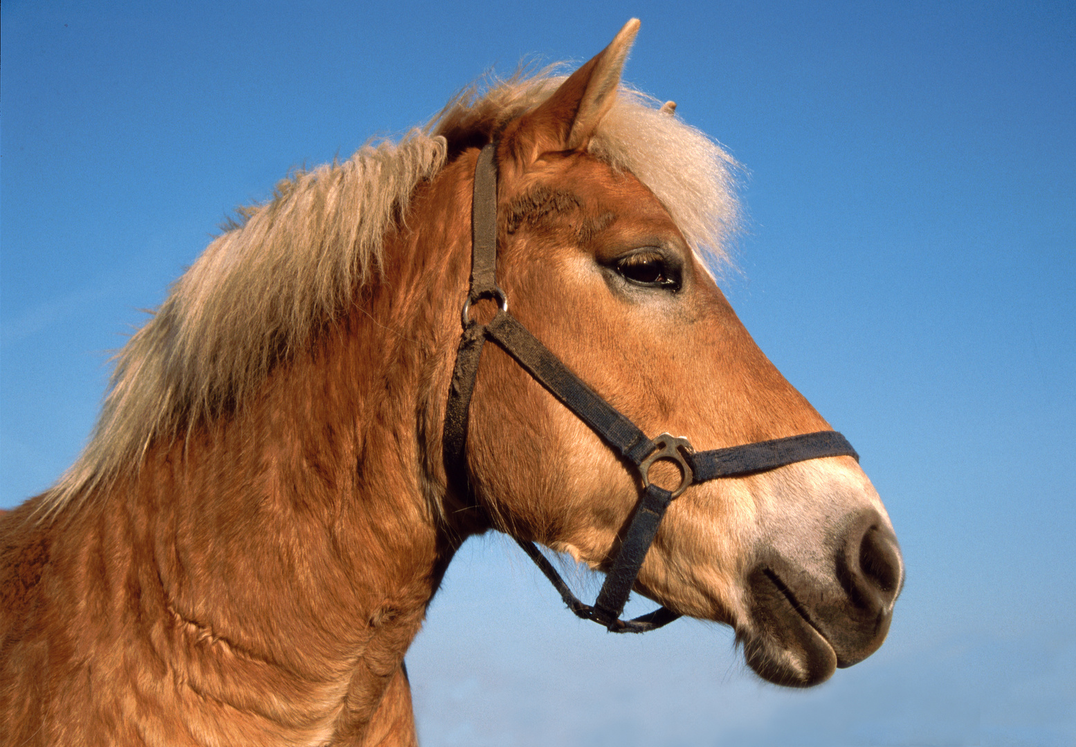 Brauner vor Himmel Foto & Bild | natur, pferde, tiere Bilder auf ...