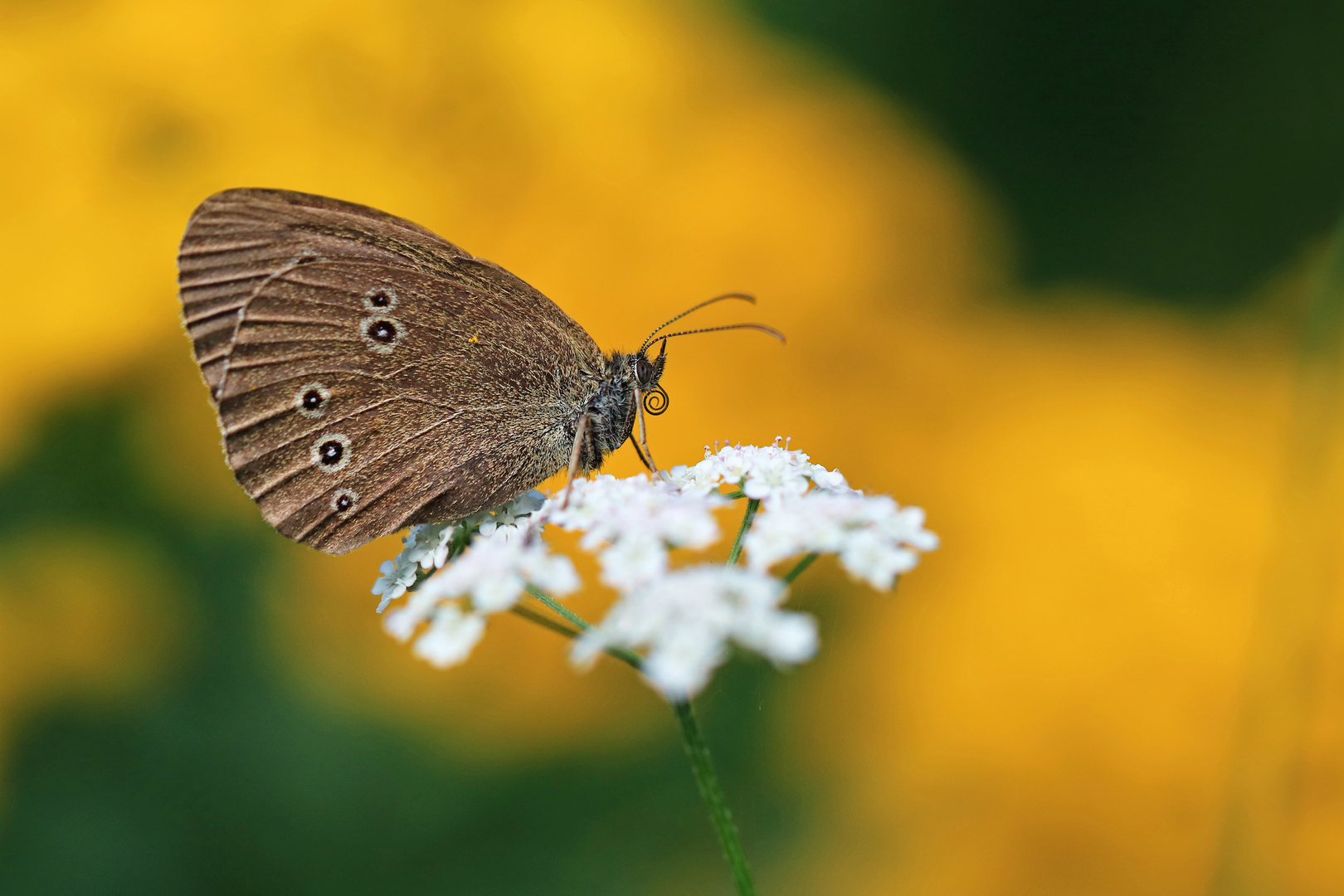 Brauner Waldvogel Foto & Bild | makro, natur, tiere Bilder auf ... Brauner Waldvogel Foto & Bild | makro, natur, tiere Bilder auf ...
