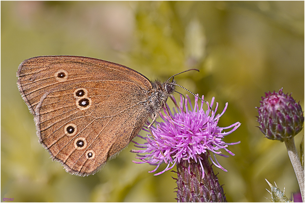 Brauner Waldvogel Foto & Bild | tiere, wildlife, schmetterlinge Bilder ... Brauner Waldvogel Foto & Bild | tiere, wildlife, schmetterlinge Bilder ...