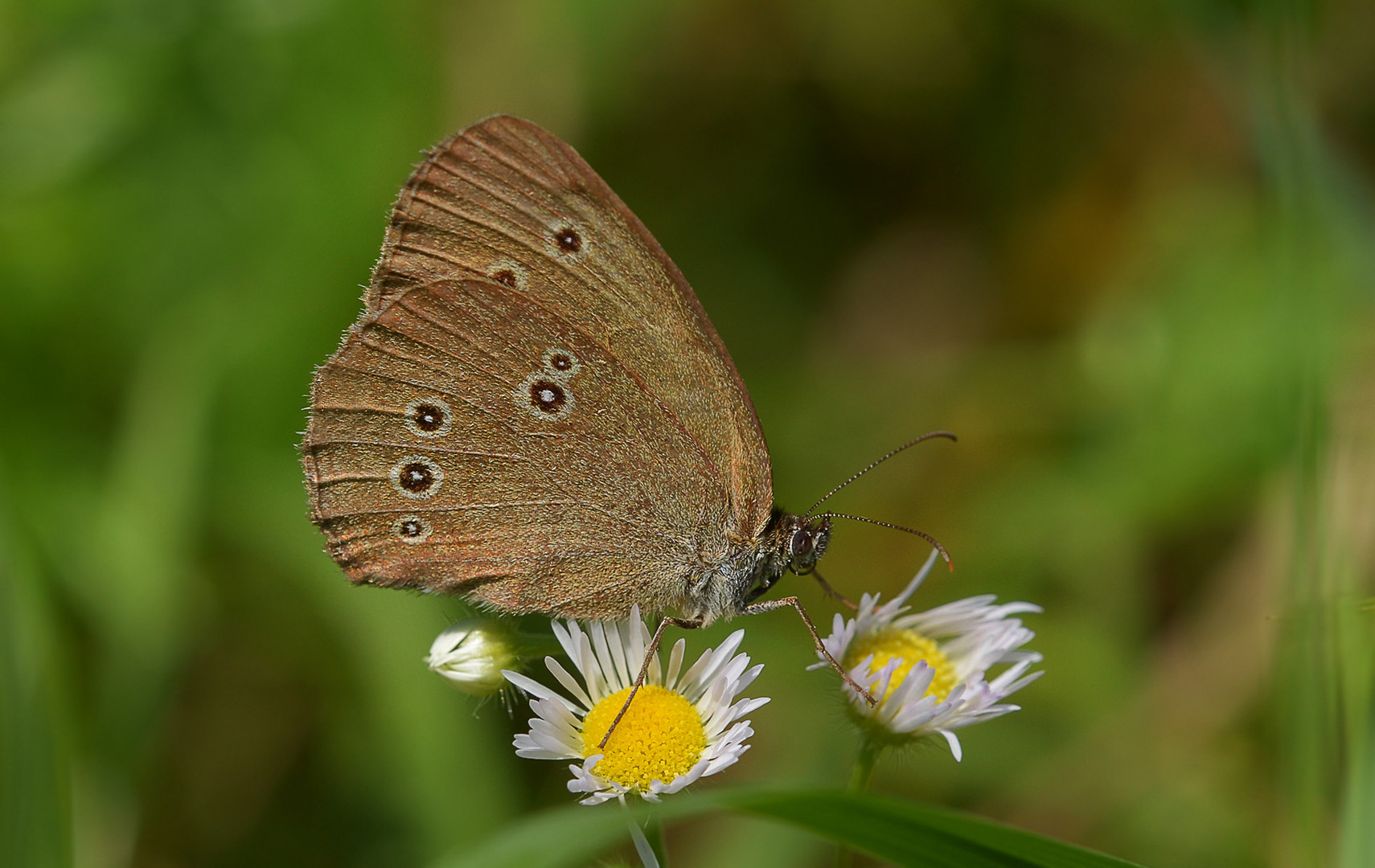 Brauner Waldvogel Foto & Bild | natur, tiere, wildlife Bilder auf ... Brauner Waldvogel Foto & Bild | natur, tiere, wildlife Bilder auf ...